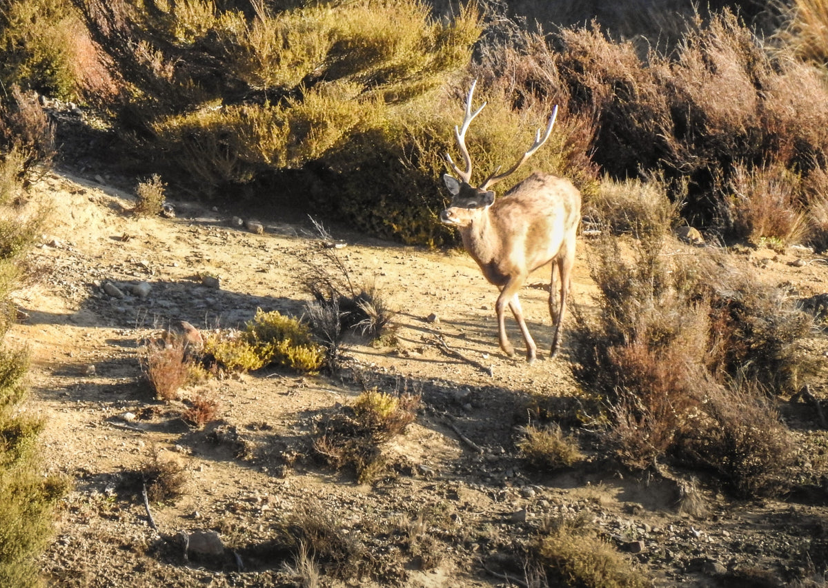 Sika Foundation Game Management - Why? – Points South Shop